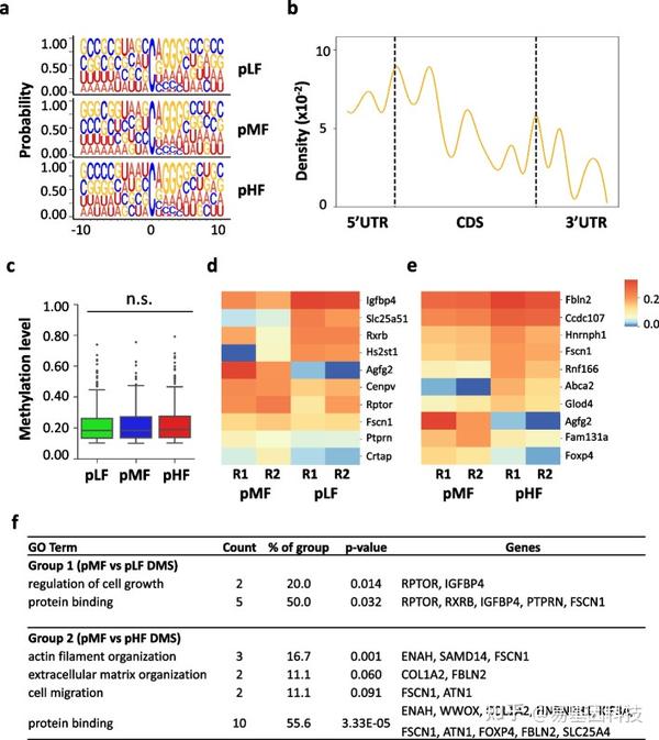 易基因：RNA-BS揭示叶酸调控神经干细胞m5C修饰和mRNA翻译机制｜科研速递 - 知乎