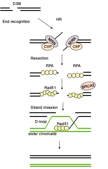 DNA损伤修复 - 知乎