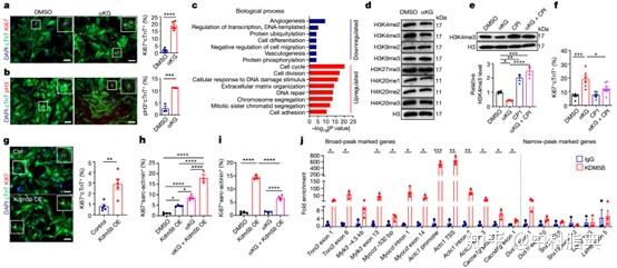 Nature：抑制脂肪酸氧化可使成年小鼠心脏再生 - 知乎