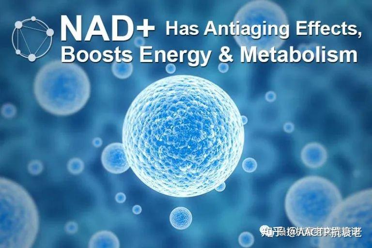 每颗NMN成功抗衰的背后都有NAD+ - 知乎
