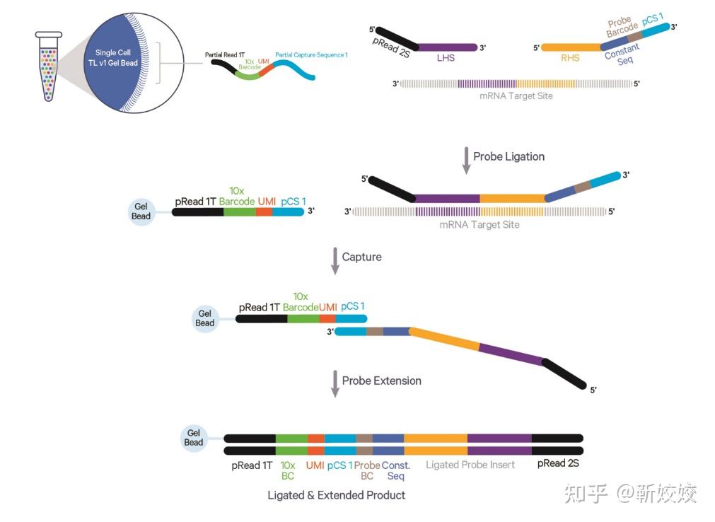 单细胞+空间 | 3种技术助力解锁FFPE样本中的新世界！ - 知乎
