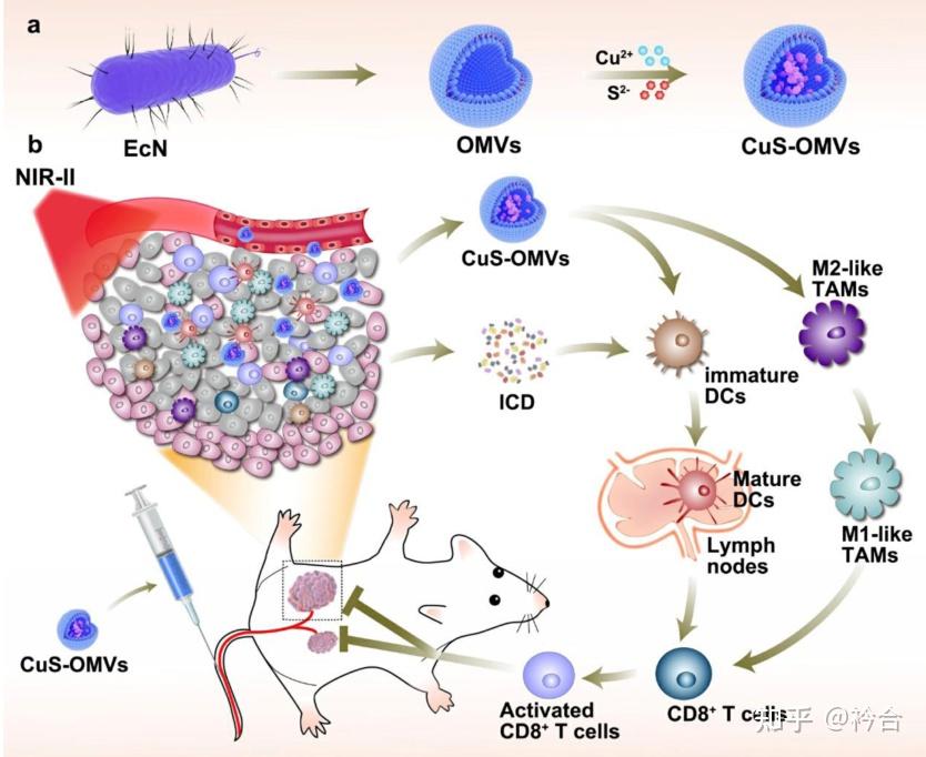 OMV和光热治疗协同作用，用于肿瘤免疫治疗（1） - 知乎