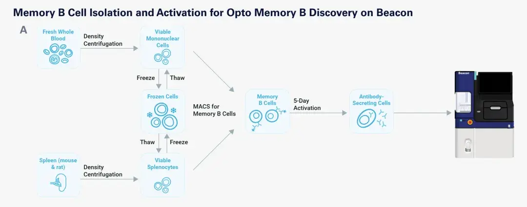 应用说明 | Beacon®单细胞光导平台探索抗体发现的物种多样性_化工仪器网