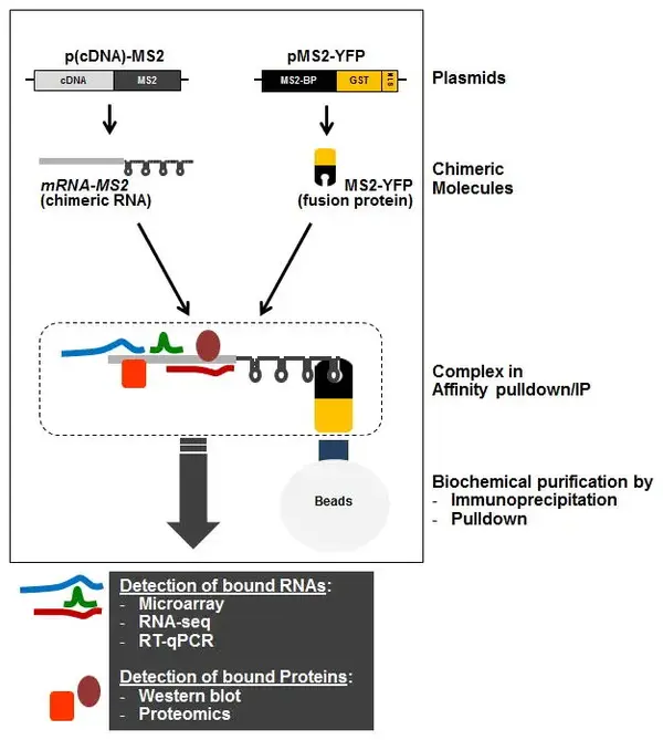 蛋白核酸互作「RNA pull down实验」，和你想的一样简单吗？！ - 知乎