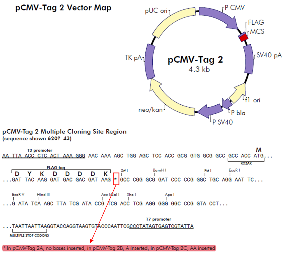 分子克隆之进阶篇~高手必备 - 知乎