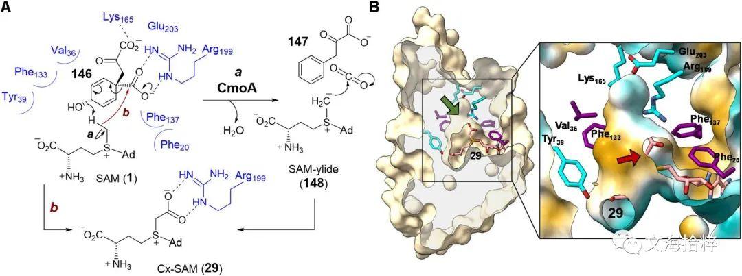 刘鸿文教授NPR综述│SAM不仅仅是甲基供体 - 知乎
