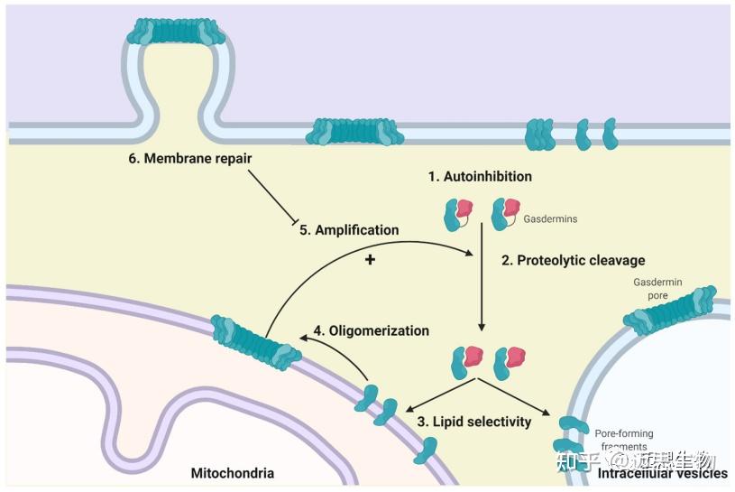 细胞焦亡&GSDM家族：GSDMD - 知乎