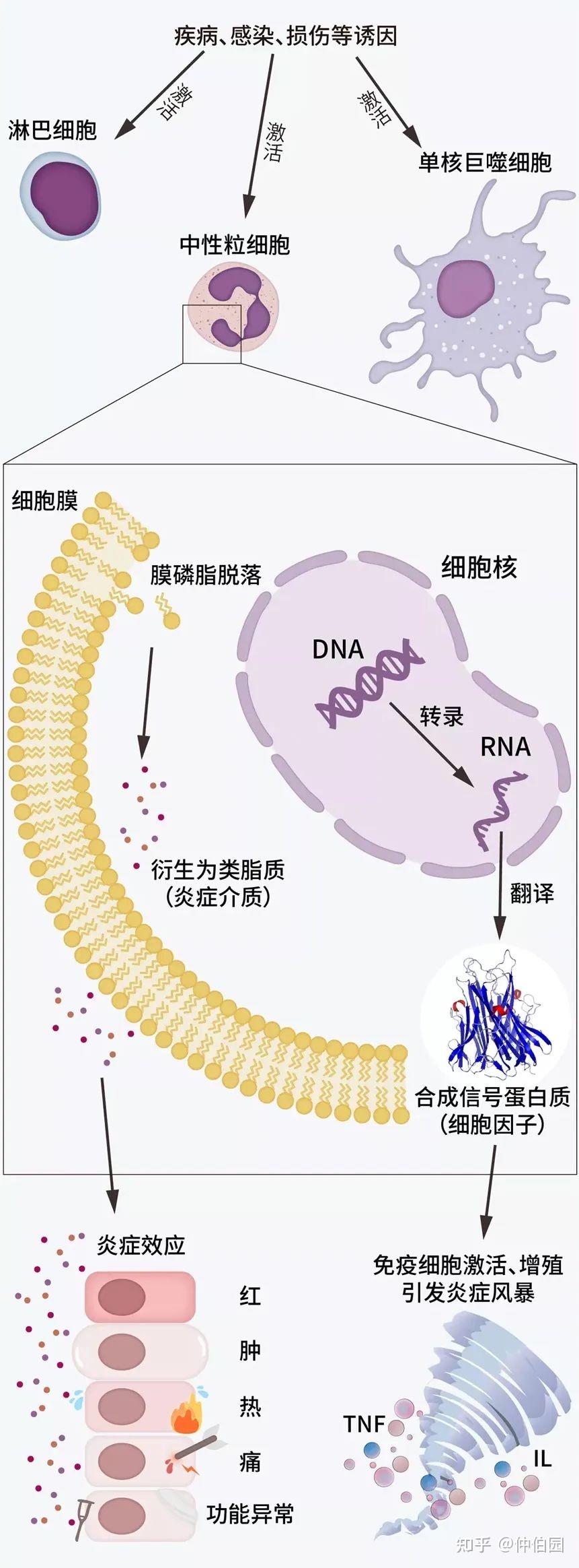 解锁Omega-3脂肪酸的抗炎机制 - 知乎