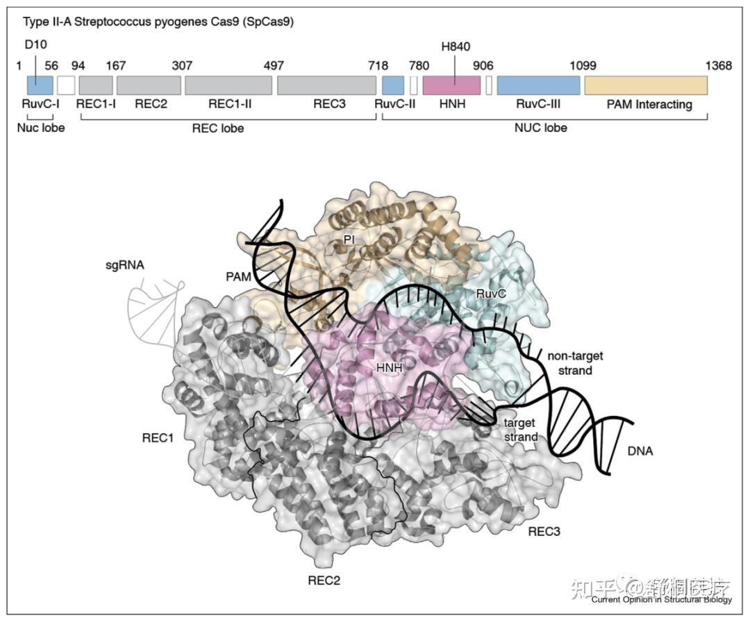 知识分享 | 高保真版本的SpCas9有哪些？ - 知乎