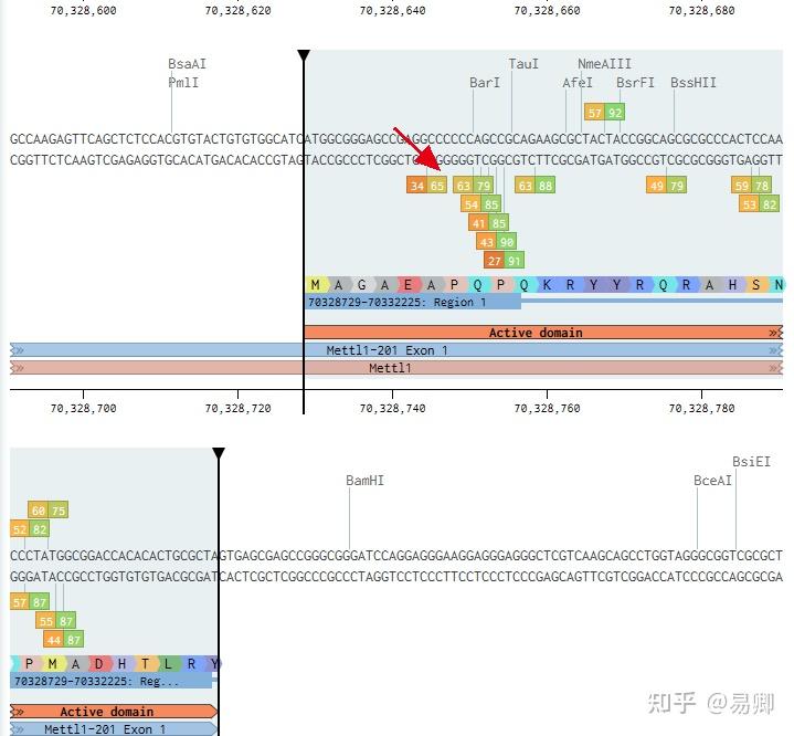 小白快速上手！CRISPR-KO系统的构建 - 知乎
