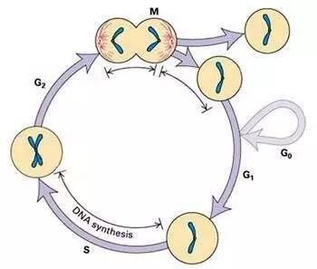 癌症生物学系列知识介绍——细胞的增殖和凋亡 - 知乎