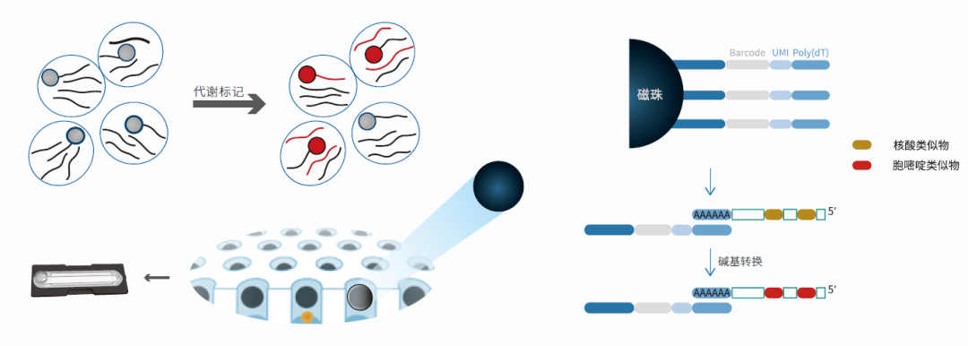 CeleScope 教程 || DynaSCOPE™单细胞转录动态监测数据分析 - 知乎
