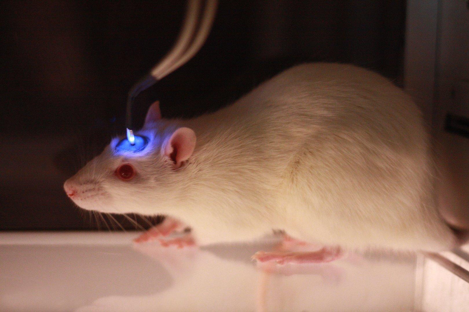 「心灵控制」技术详解：斯坦福科学家无线操纵基因工程小鼠 - 知乎