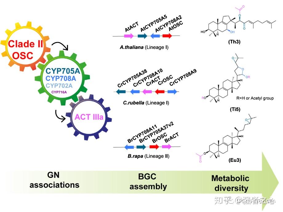相似基因簇，不同代谢物！ - 知乎
