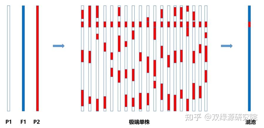 基因芯片BSA结合KASP单标记快速精细定位基因 - 知乎