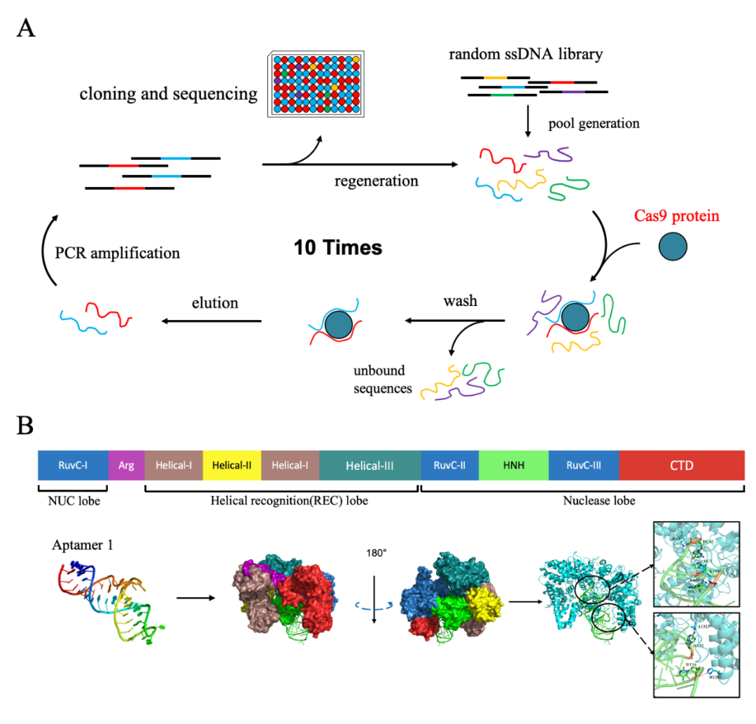 Mol Ther︱桂耀庭/刘宇辰/于波团队发现单链核酸适配体具有降低CRISPR-Cas9脱靶与提升基因编辑同源重组修复的功能 - 知乎