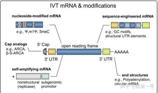《mRNA-LNP新冠疫苗的结构与稳定性》文献解读 - 知乎
