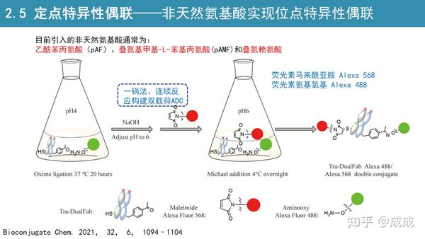 双载荷ADC的构建思路| Antibody-drug conjugates with dual payloads - 知乎