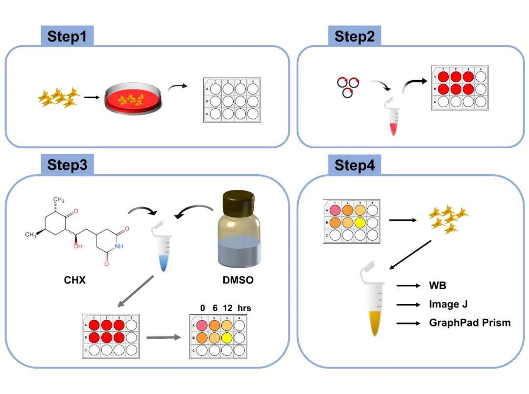 轻松追踪蛋白质寿命：揭开CHX Chase分析的神秘面纱 - 知乎