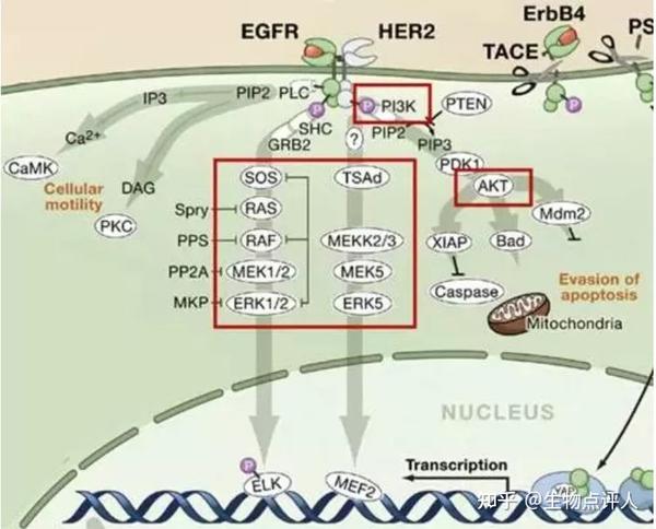 干货：九大肿瘤相关信号通路介绍-EGFR通路及靶标介绍（一） - 知乎