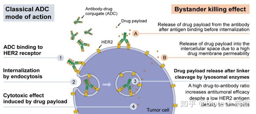 康宁杰瑞Her2双抗获得突破疗法，梳理双抗/小分子/ADC - 知乎