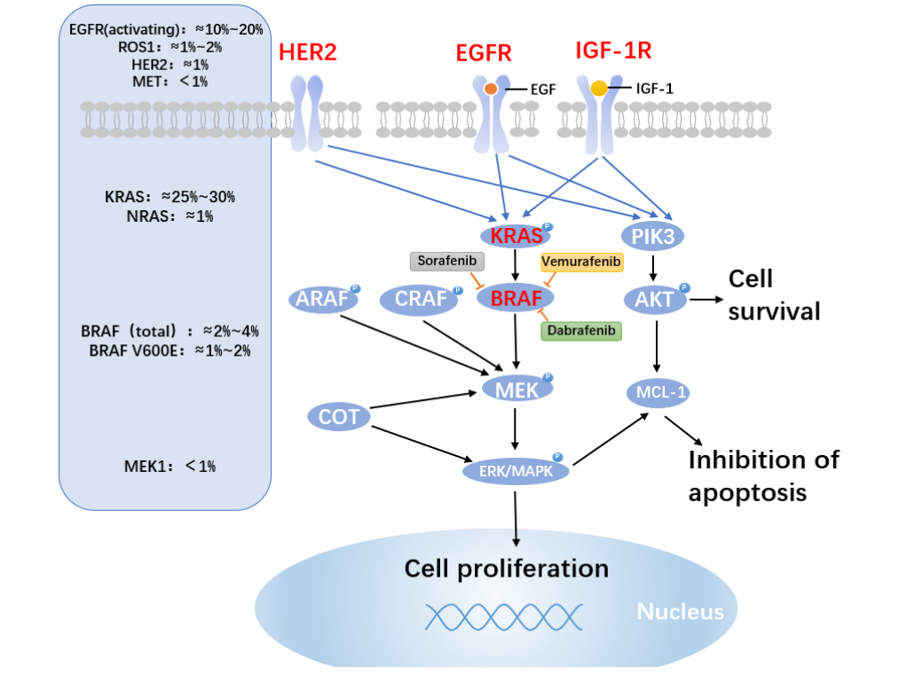 NSCLC四大类靶向药物的分子耐药机制 - 知乎