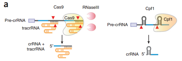 基于Cpf1一次实现多基因编辑的技术 - 知乎