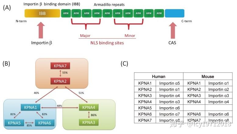 蛋白质翻译和加工转运的游离核糖体途径（三） - 知乎