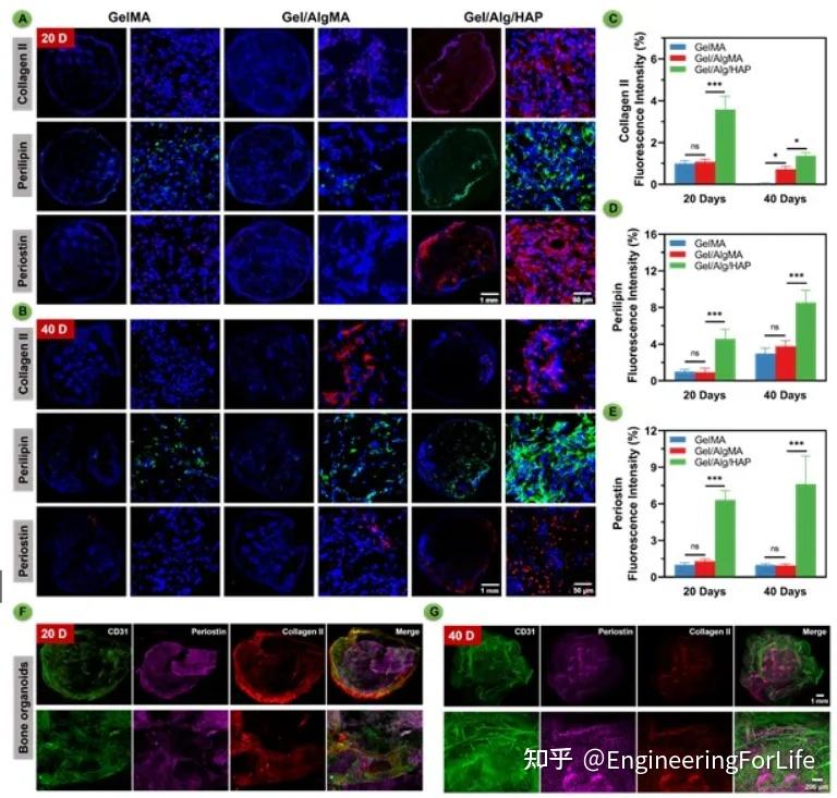 GelMA水凝胶，再次登顶AM - 知乎