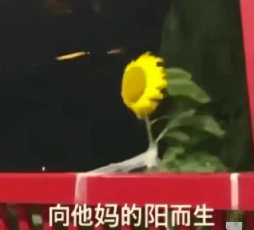 发疯发癫的表情包 - 知乎