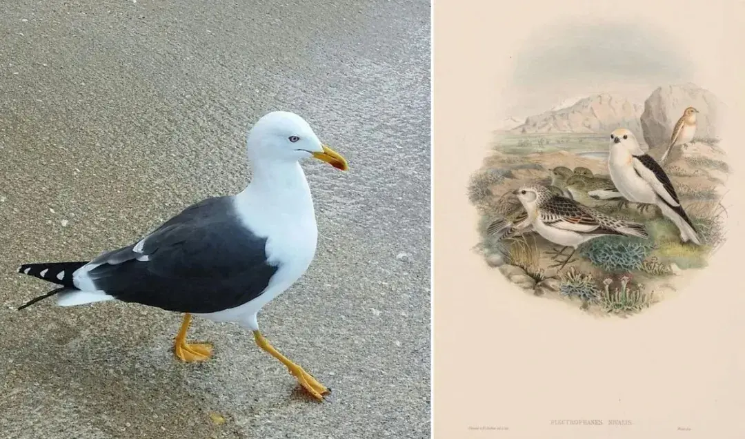 黑客与画家：Milvus x Cleveland Museum of Art - 知乎