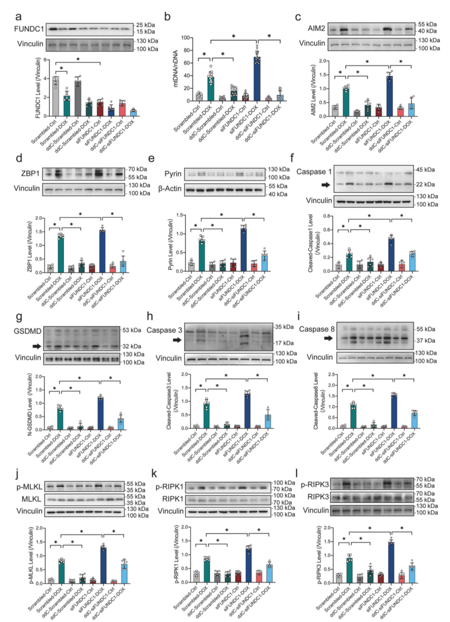 CDD丨FUNDC1 通过与 TUFM 相互作用来防止阿霉素诱导的心肌细胞的PANoptosis - 知乎