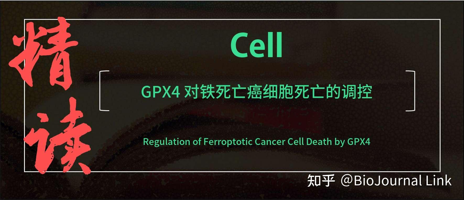 Cell 10年官方精选 | GPX4 对铁死亡癌细胞死亡的调控 - 知乎