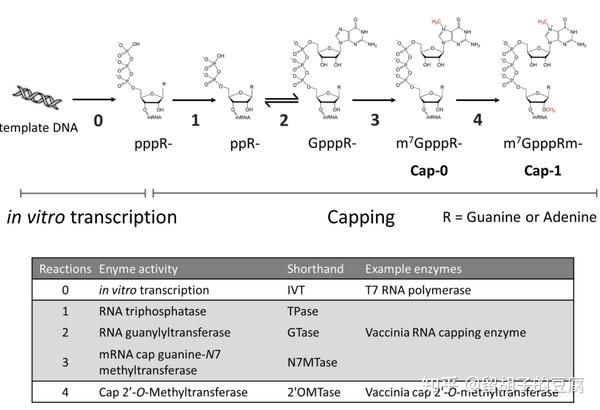 综述|mRNA加帽率测定方法研究进展 - 知乎