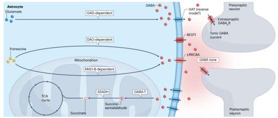 Nat子刊: 经过70多年研究，我们对GABA在大脑的作用了解多少？ - 知乎