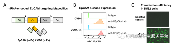 核酸药物的临床前研究 - 知乎