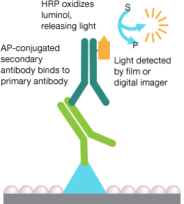 Western Blotting技术之免疫检测 - 知乎