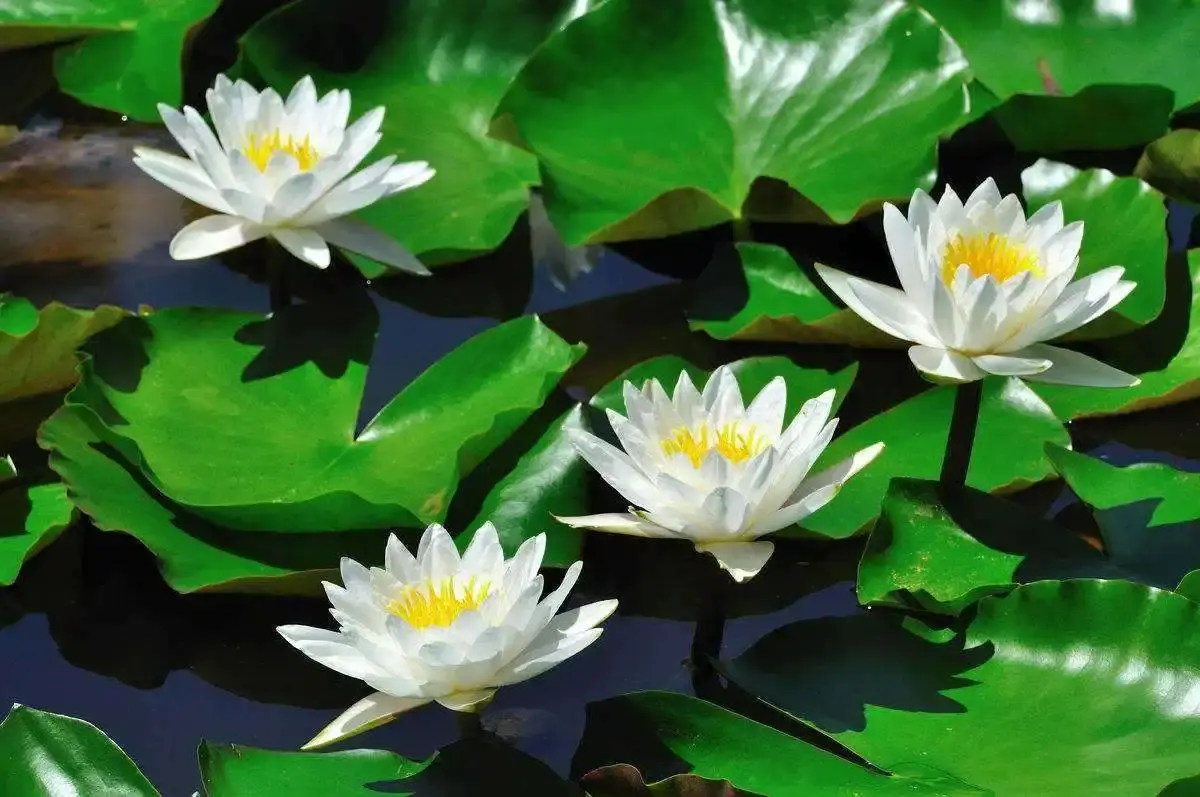 《古埃及 》名词解释（1） - 知乎