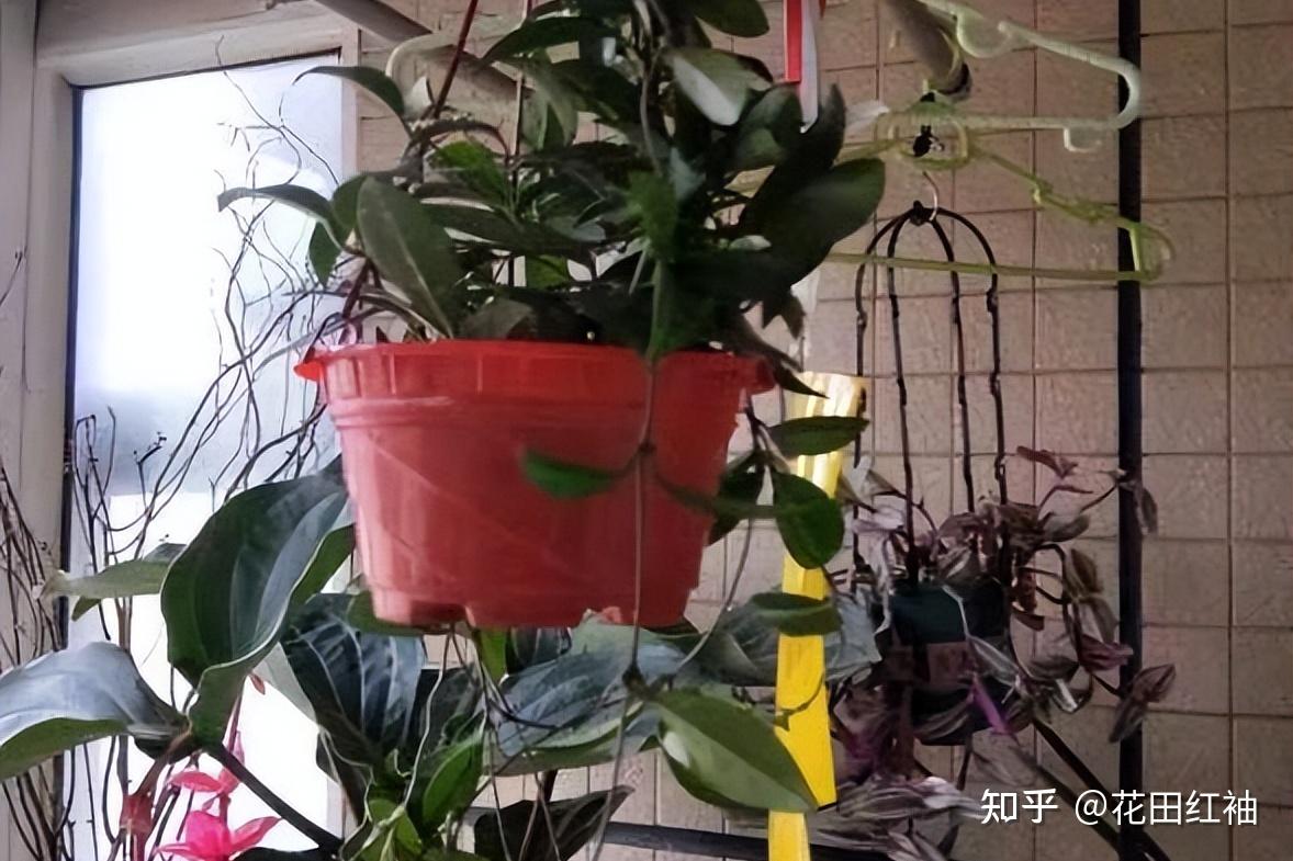 球兰养护小口诀：“1小2控3光4少5留”，生长快，开花满屋飘香 知乎 0599