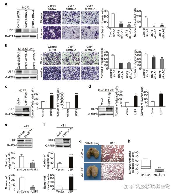 去泛素酶USP1的抑制使KPNA2不稳定并抑制乳腺癌转移 - 知乎