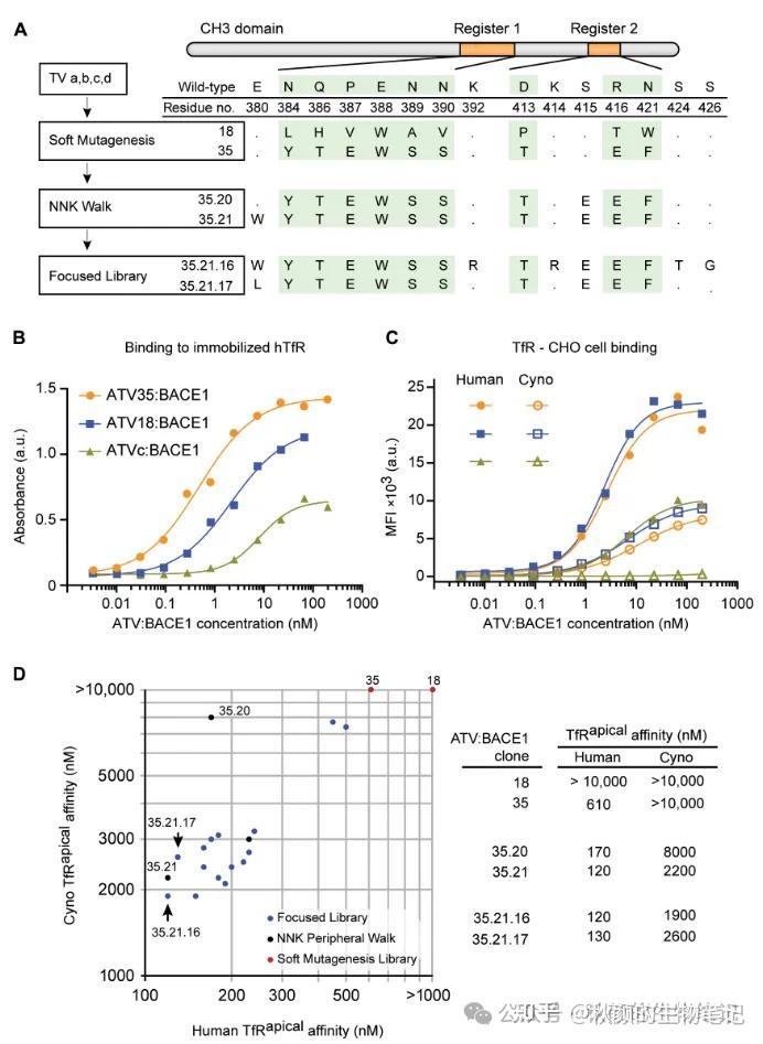 改造Fc就能跨越血脑屏障——Denali TV平台的教科书级蛋白工程范例 - 知乎