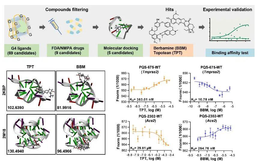 PLOS Pathog︱四川大学华西医院傅湘辉/田艳团队报道新冠防治潜在药物：拓扑替康和小檗胺靶向RG4，抑制新冠病毒感染 - 知乎