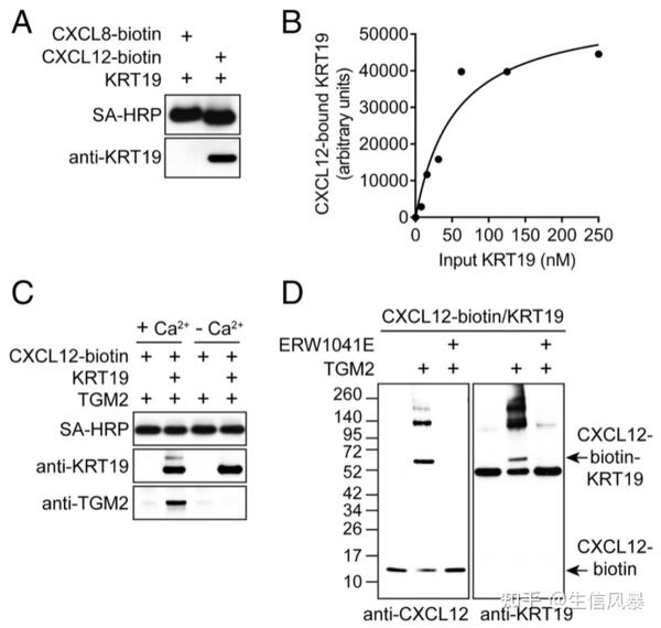 PNAS:癌细胞用CXCL12-KRT19涂层可以逃避癌症免疫攻击。 - 知乎