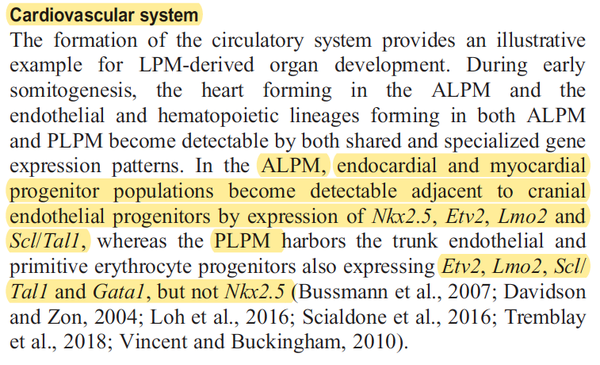 脊椎动物中胚层分化-侧板中胚层 - 知乎