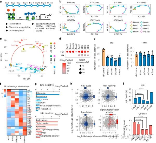Nat Cell Biol︱浙江大学祝赛勇实验室自主研发创建FCR，大幅加快细胞命运重塑进程 - 知乎