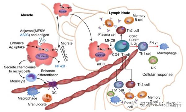 新型疫苗佐剂系列（三）AS系列佐剂介绍及制备方法 - 知乎