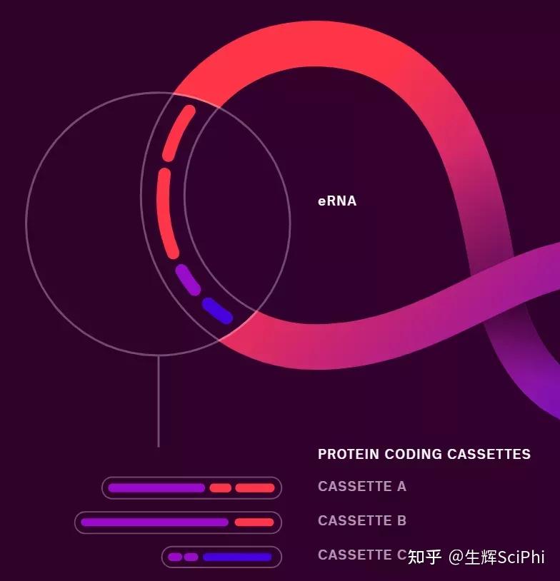 mRNA当年夸下的海口，环形RNA或许都能实现 - 知乎