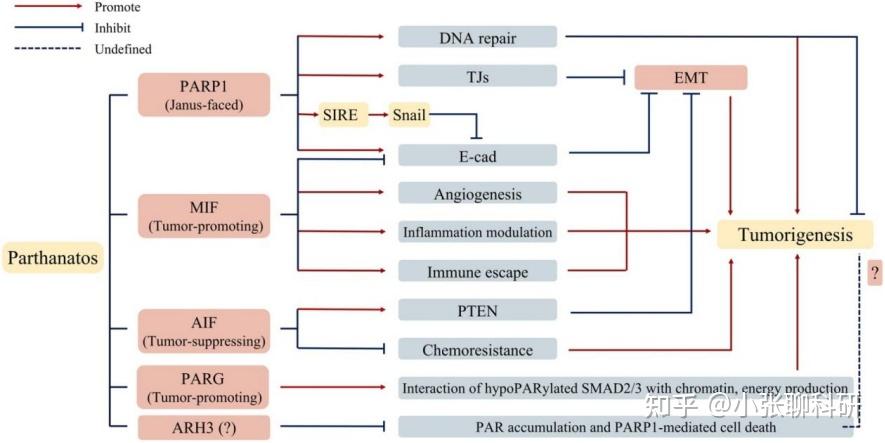 综述丨细胞死亡有那么多热点，这个Parthanatos值得了解 - 知乎