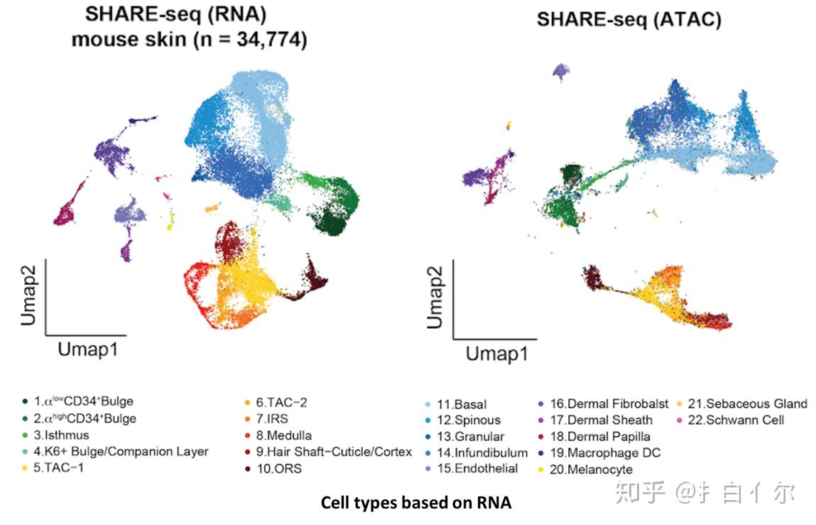 新技术 | 单细胞多组学 SHARE-seq 及生物发现 - 知乎