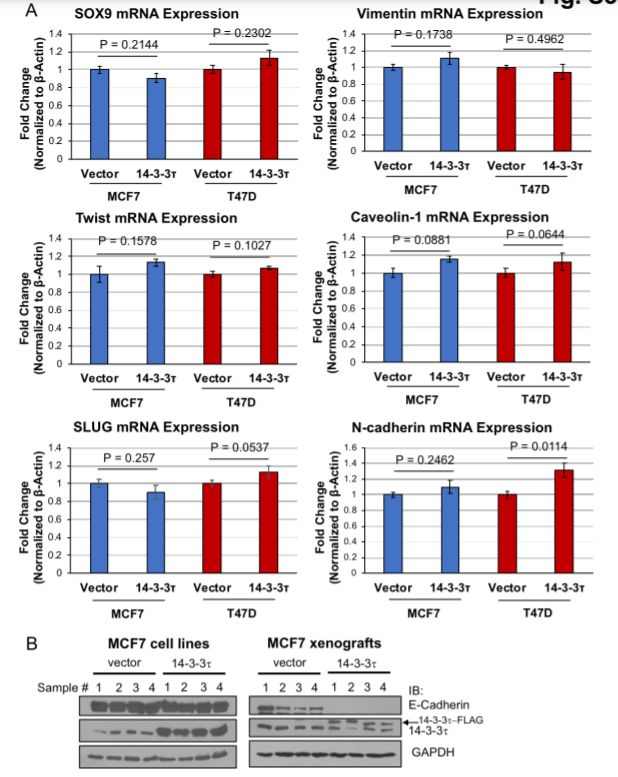 PNAS | 控制进出核的古老信号蛋白14-3-3调节乳腺癌进展关键分子 - 知乎